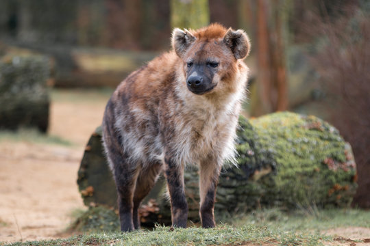 รูปภาพHyaenidae – เลือกดูภาพถ่ายสต็อก เวกเตอร์ และวิดีโอ31,919 | Adobe ...