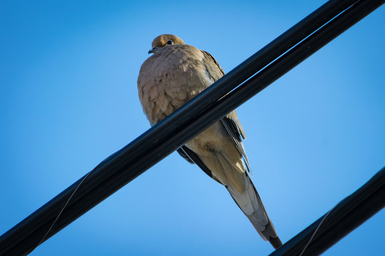 "Morning Dove" Images – Browse 3,380 Stock Photos, Vectors, and Video ...