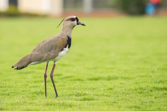 Alcaravan Images – Browse 24 Stock Photos, Vectors, and Video | Adobe Stock