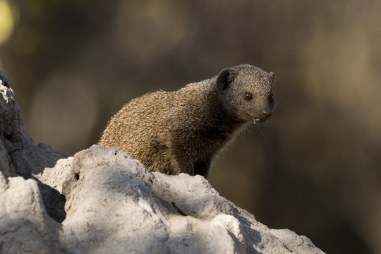 รูปภาพMongoose – เลือกดูภาพถ่ายสต็อก เวกเตอร์ และวิดีโอ38,720 | Adobe Stock