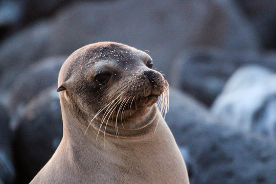 Seerobben bilder – Bläddra bland 165 stockfoton, vektorer och videor ...