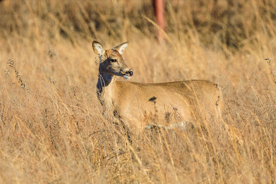 Sungrass Images – Browse 84 Stock Photos, Vectors, and Video | Adobe Stock