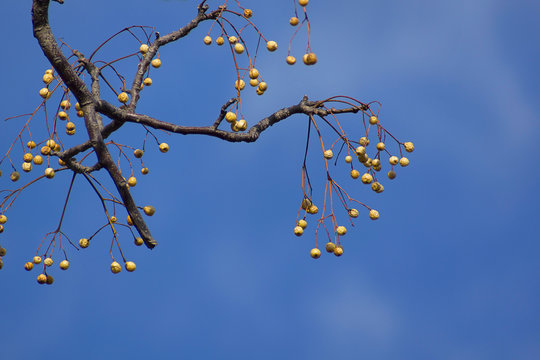 รูปภาพBothi – เลือกดูภาพถ่ายสต็อก เวกเตอร์ และวิดีโอ214 | Adobe Stock