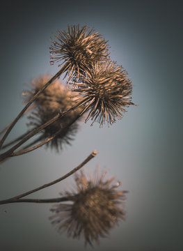 Distelarten-Bilder: Stock-Fotos & -Videos. | Adobe Stock