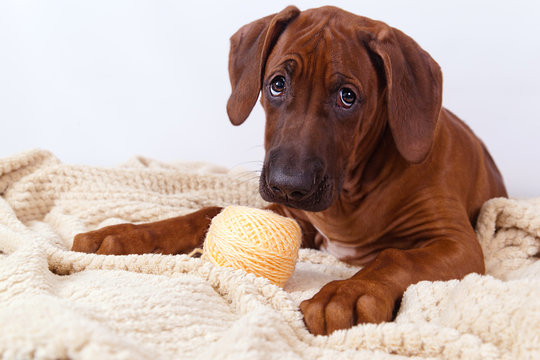 Rhodesian Images – Browse 13,273 Stock Photos, Vectors, and Video ...