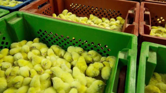"Live Chicken" Bilder – Durchsuchen 158 Archivfotos, Vektorgrafiken und ...
