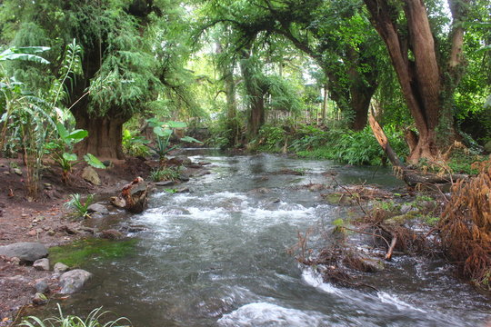 Ahuehuete Bilder – Durchsuchen 239 Archivfotos, Vektorgrafiken und ...
