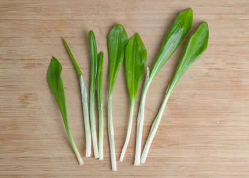 Cheremsha Images – Browse 29 Stock Photos, Vectors, and Video | Adobe Stock