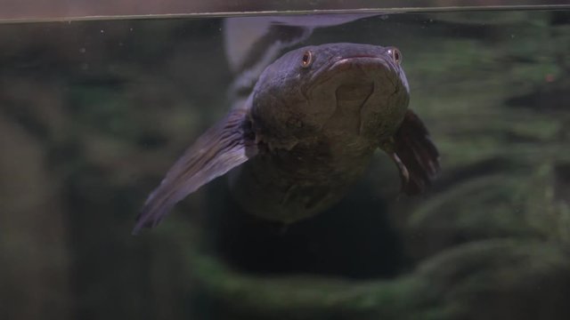 Fishzilla Bilder – Durchsuchen 2,375 Archivfotos, Vektorgrafiken und ...