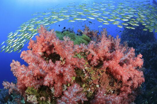 Gorgonie Bilder – Durchsuchen 10,480 Archivfotos, Vektorgrafiken und ...