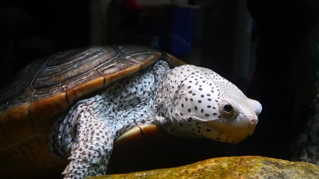"Diamondback Terrapin" Images – Browse 363 Stock Photos, Vectors, and ...