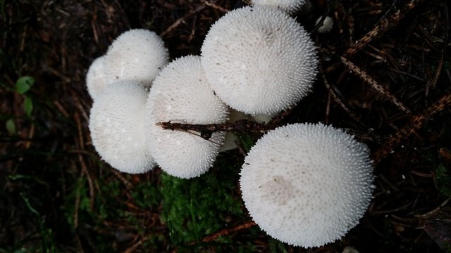 Houba Images – Browse 14 Stock Photos, Vectors, and Video | Adobe Stock