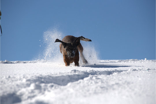 Gebirgsschweisshund Bilder – Durchsuchen 239 Archivfotos ...