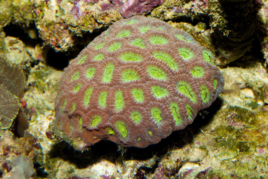 "Honeycomb Coral" Images – Browse 77 Stock Photos, Vectors, and Video ...