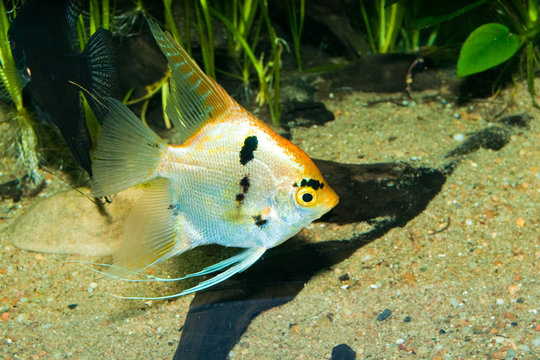 Schleierfisch Bilder – Durchsuchen 695 Archivfotos, Vektorgrafiken und ...