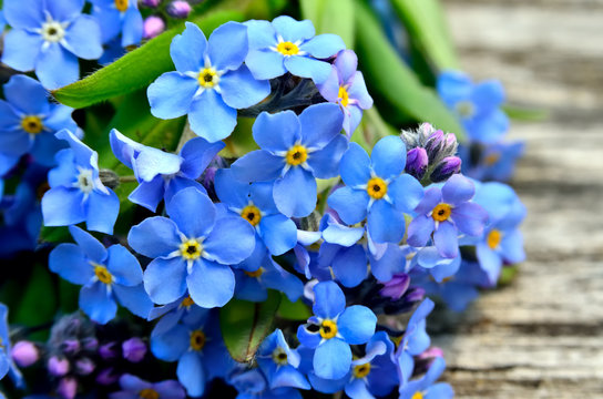 รูปภาพMiosotis – เลือกดูภาพถ่ายสต็อก เวกเตอร์ และวิดีโอ49,519 | Adobe Stock