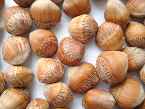 รูปภาพBear-Nut – เลือกดูภาพถ่ายสต็อก เวกเตอร์ และวิดีโอ6 | Adobe Stock