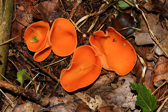 Gallert Images – Browse 196 Stock Photos, Vectors, and Video | Adobe Stock