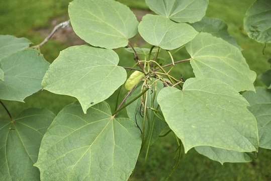 รูปภาพIndian-Bean-Tree – เลือกดูภาพถ่ายสต็อก เวกเตอร์ และวิดีโอ926 ...