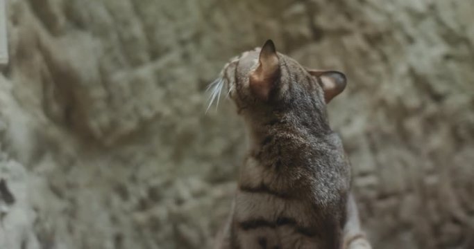 Rusty-Spotted Images – Browse 100 Stock Photos, Vectors, and Video ...