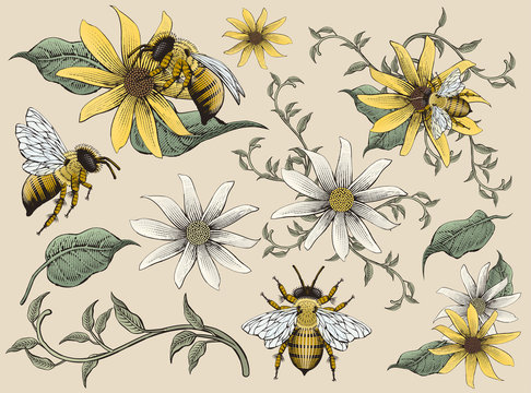 Vintage Honey Bee Graphic
