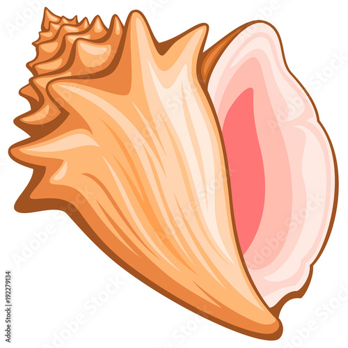 "Vector illustration of a conch shell." Stock image and royalty-free ...