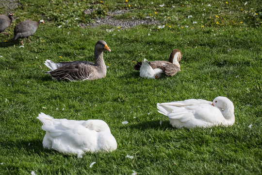 Mastgans Bilder – Durchsuchen 482 Archivfotos, Vektorgrafiken und ...