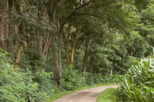 Robinien Images – Browse 78 Stock Photos, Vectors, and Video | Adobe Stock