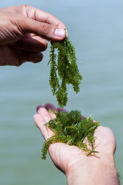 Ararusip Images – Browse 32 Stock Photos, Vectors, and Video | Adobe Stock