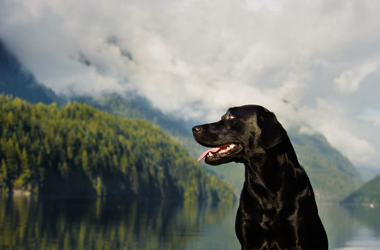 Black Lab Hunting Wallpaper