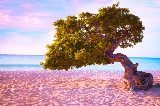 Divi-Divi-Tree 影像 – 瀏覽 709 個素材庫相片、向量圖和影片 | Adobe Stock