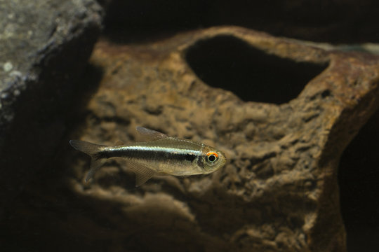 Neonka Images – Browse 40 Stock Photos, Vectors, and Video | Adobe Stock