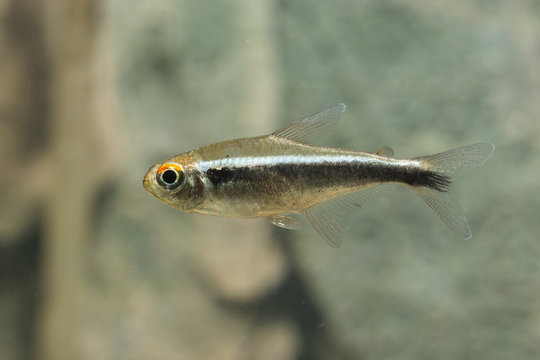 Neonka Images – Browse 21 Stock Photos, Vectors, and Video | Adobe Stock