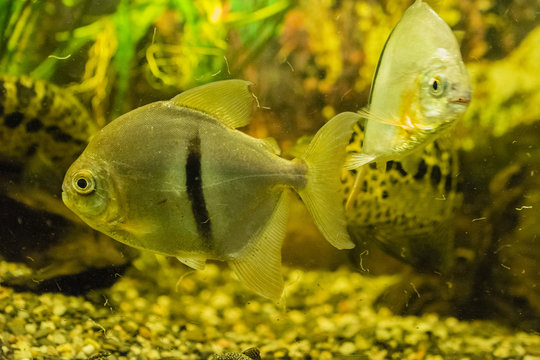 Myleus Images – Browse 39 Stock Photos, Vectors, and Video | Adobe Stock