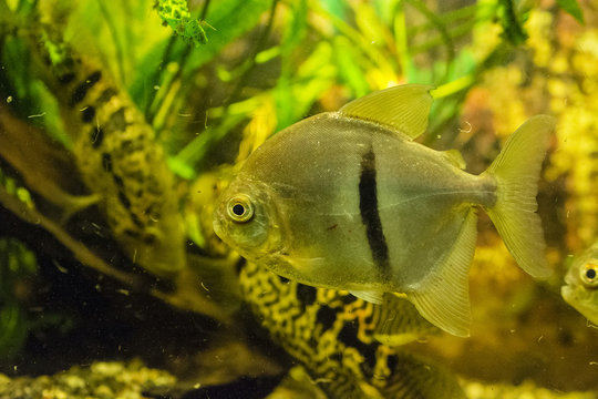 Myleus Images – Browse 28 Stock Photos, Vectors, and Video | Adobe Stock