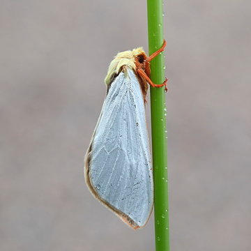 Blue Ghost Moth