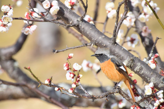 Otterrute Bilder – Durchsuchen 103 Archivfotos, Vektorgrafiken und ...