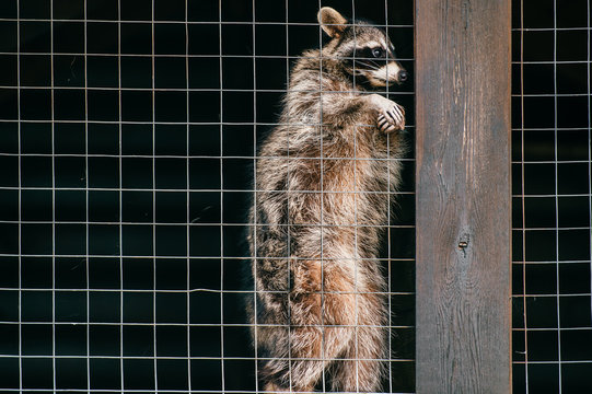 Hurt Zoo Animal Bilder – Durchsuchen 979 Archivfotos, Vektorgrafiken ...