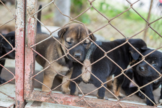 รูปภาพBangkaw – เลือกดูภาพถ่ายสต็อก เวกเตอร์ และวิดีโอ127 | Adobe Stock