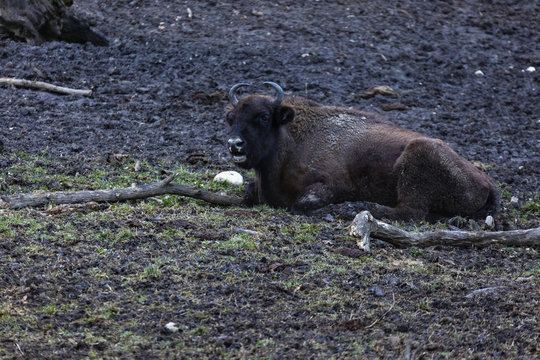 Zimbru Images – Browse 59 Stock Photos, Vectors, and Video | Adobe Stock