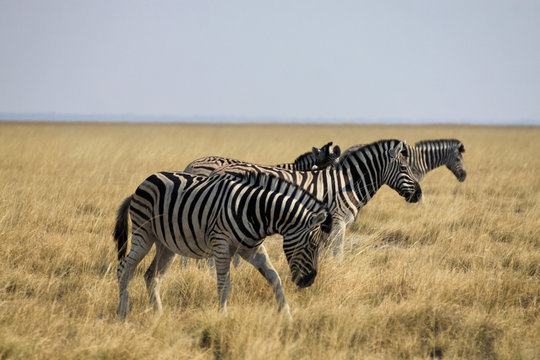 Zebr Images – Browse 60 Stock Photos, Vectors, and Video | Adobe Stock