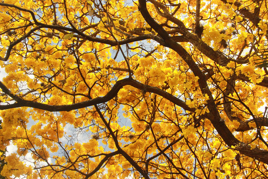 Imágenes de Araguaney: descubre bancos de fotos, ilustraciones ...