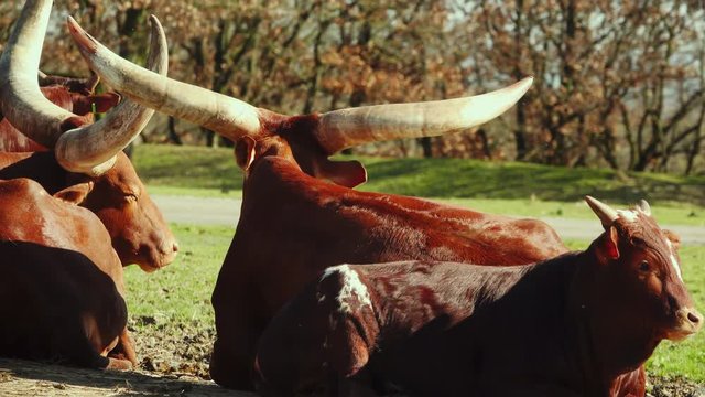 Watusi Images – Browse 2,571 Stock Photos, Vectors, and Video | Adobe Stock