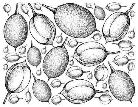 Kinnip Bilder – Durchsuchen 3,314 Archivfotos, Vektorgrafiken und ...