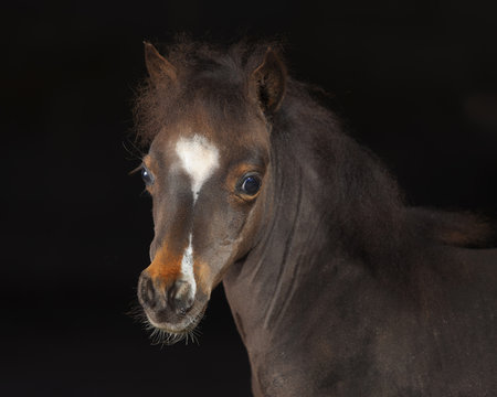 Imágenes de Potrillo: descubre bancos de fotos, ilustraciones, vectores ...