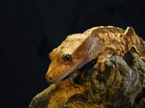 Geco Images – Browse 2,809 Stock Photos, Vectors, and Video | Adobe Stock