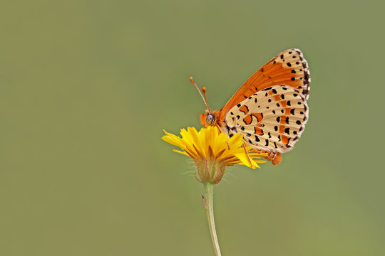 59 BEST Iparhan IMAGES, STOCK PHOTOS & VECTORS | Adobe Stock