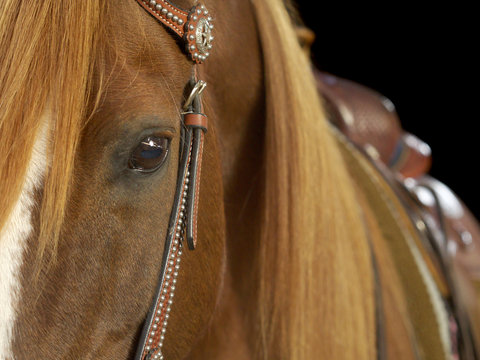 Westernpferd bilder – Bläddra bland 1,378 stockfoton, vektorer och ...