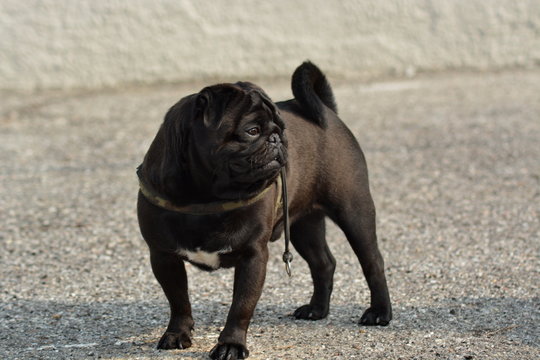 รูปภาพBlacky – เลือกดูภาพถ่ายสต็อก เวกเตอร์ และวิดีโอ464 | Adobe Stock