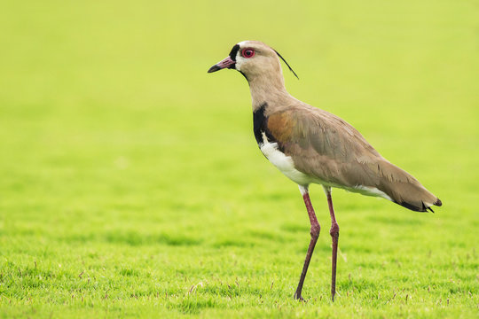 Alcaraván Images – Browse 116 Stock Photos, Vectors, and Video | Adobe ...